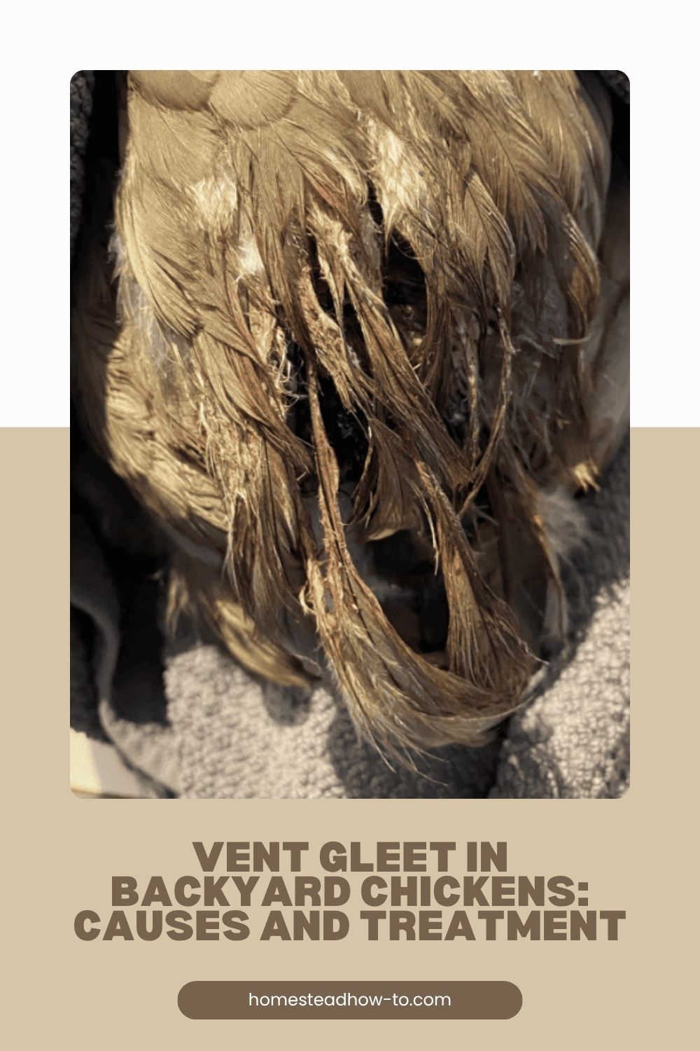 Vent Gleet In Backyard Chickens: Causes And Treatment
