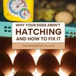 Why Your Eggs Aren't Hatching And How To Fix It
