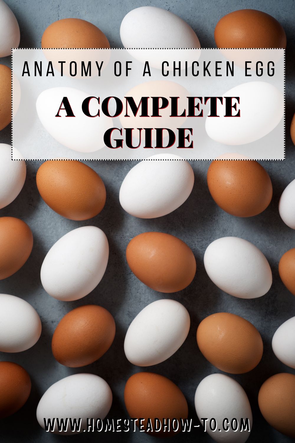 Breaking Down The Anatomy Of A Chicken Egg: A Complete Guide