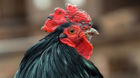A Guide To Bantam Chicken Breeds