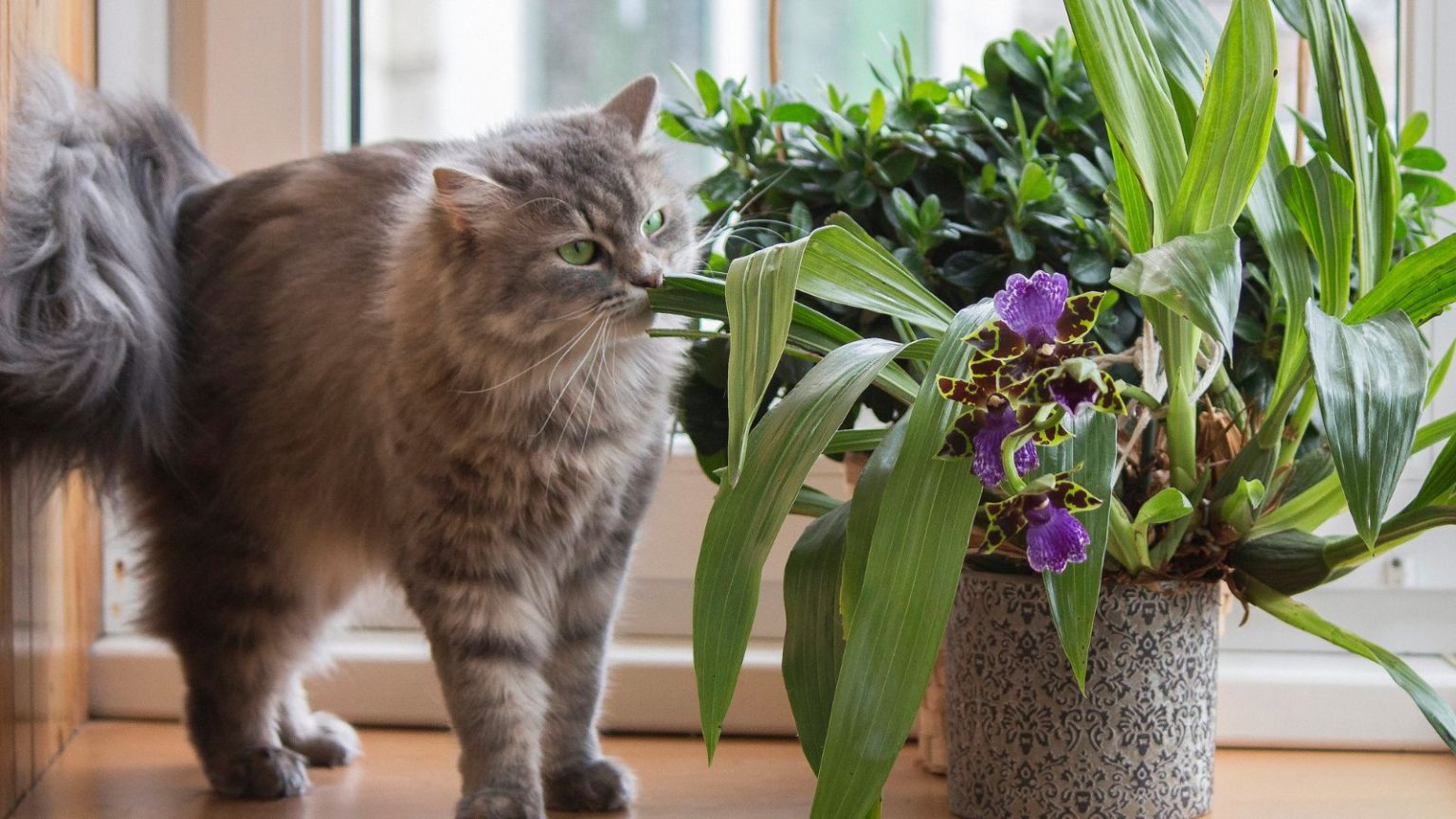 15 Farm Animals That Make Great Pets