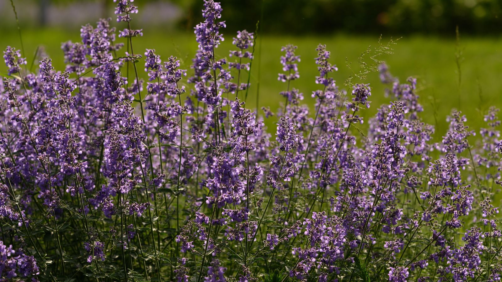 21 Plants That Thrive Next To Catmint