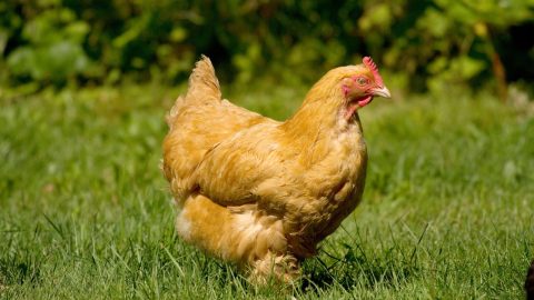 What’s That Cluck? 15 Chicken Sounds Every Keeper Should Recognize