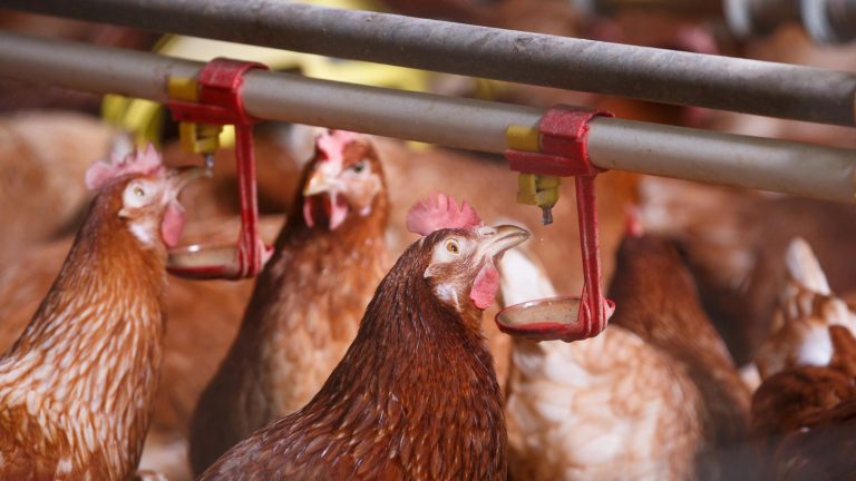 10 Quirky Chicken Coop Signs Your Flock Will Love