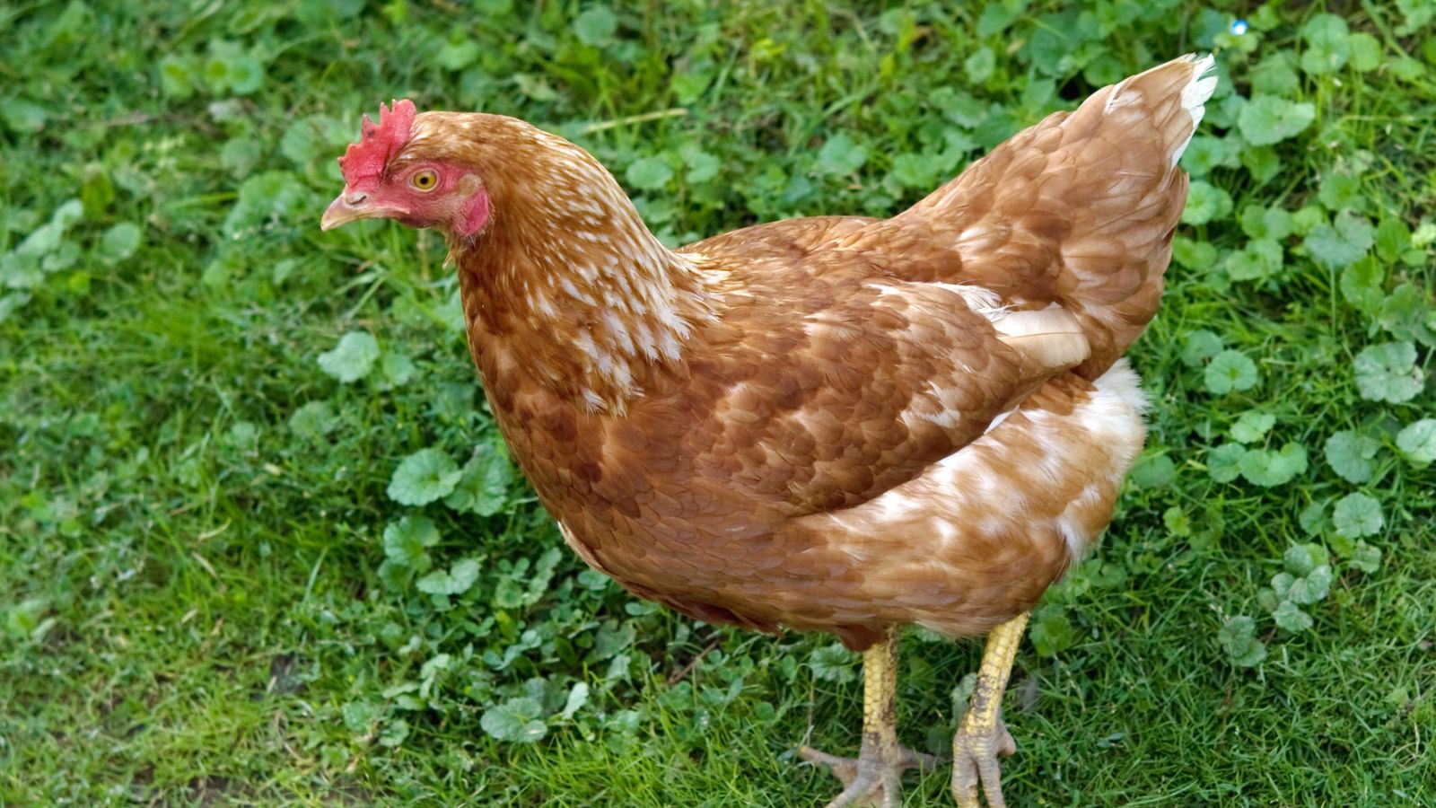 Chicken Shaking It’s Head? Reasons Why Chickens Shake Their Heads