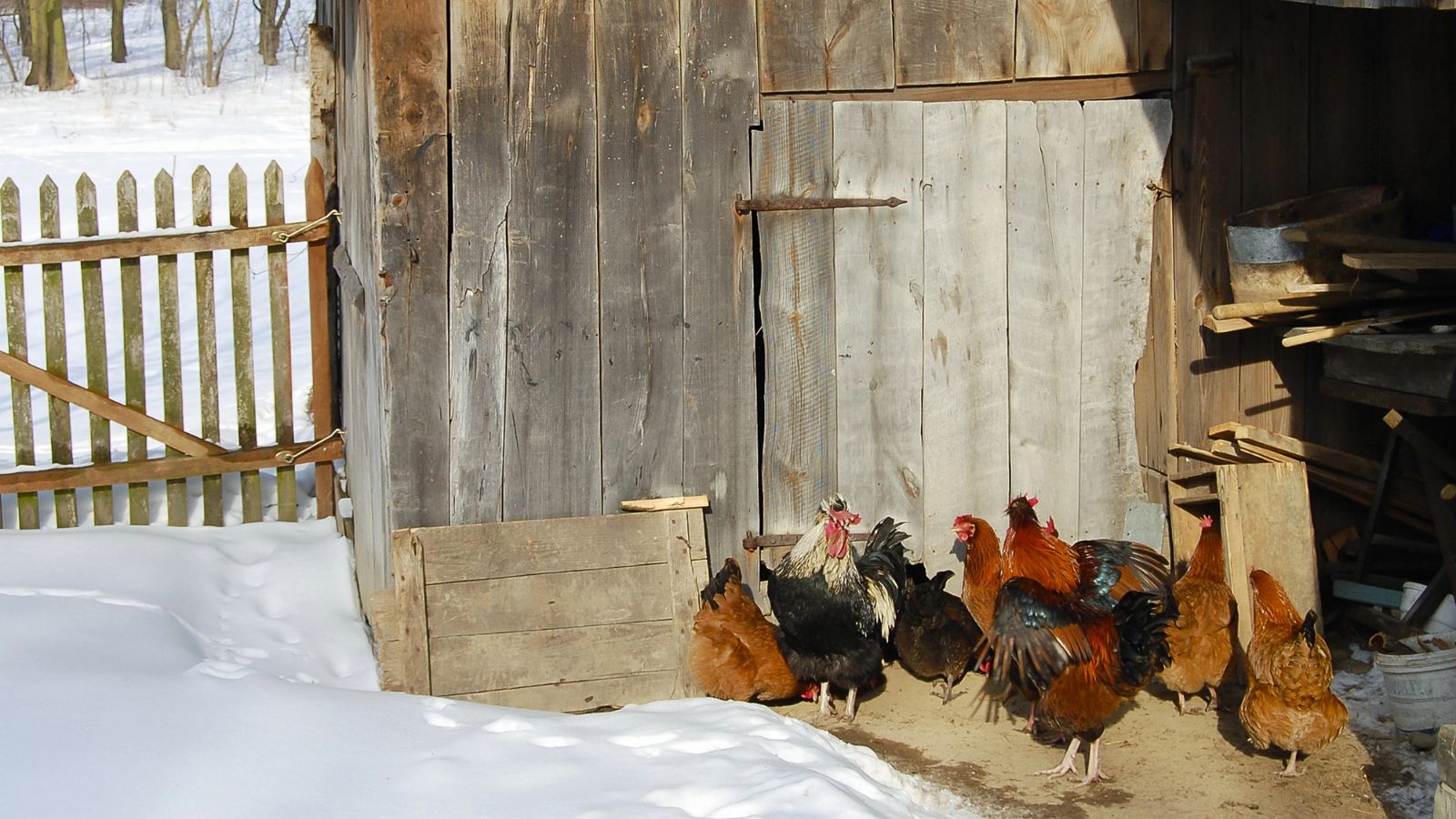 Signs Of Gapeworm In Chickens: Symptoms And Treatment