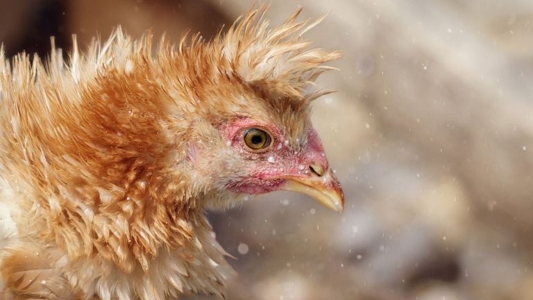 Chicken Shaking It’s Head? Reasons Why Chickens Shake Their Heads