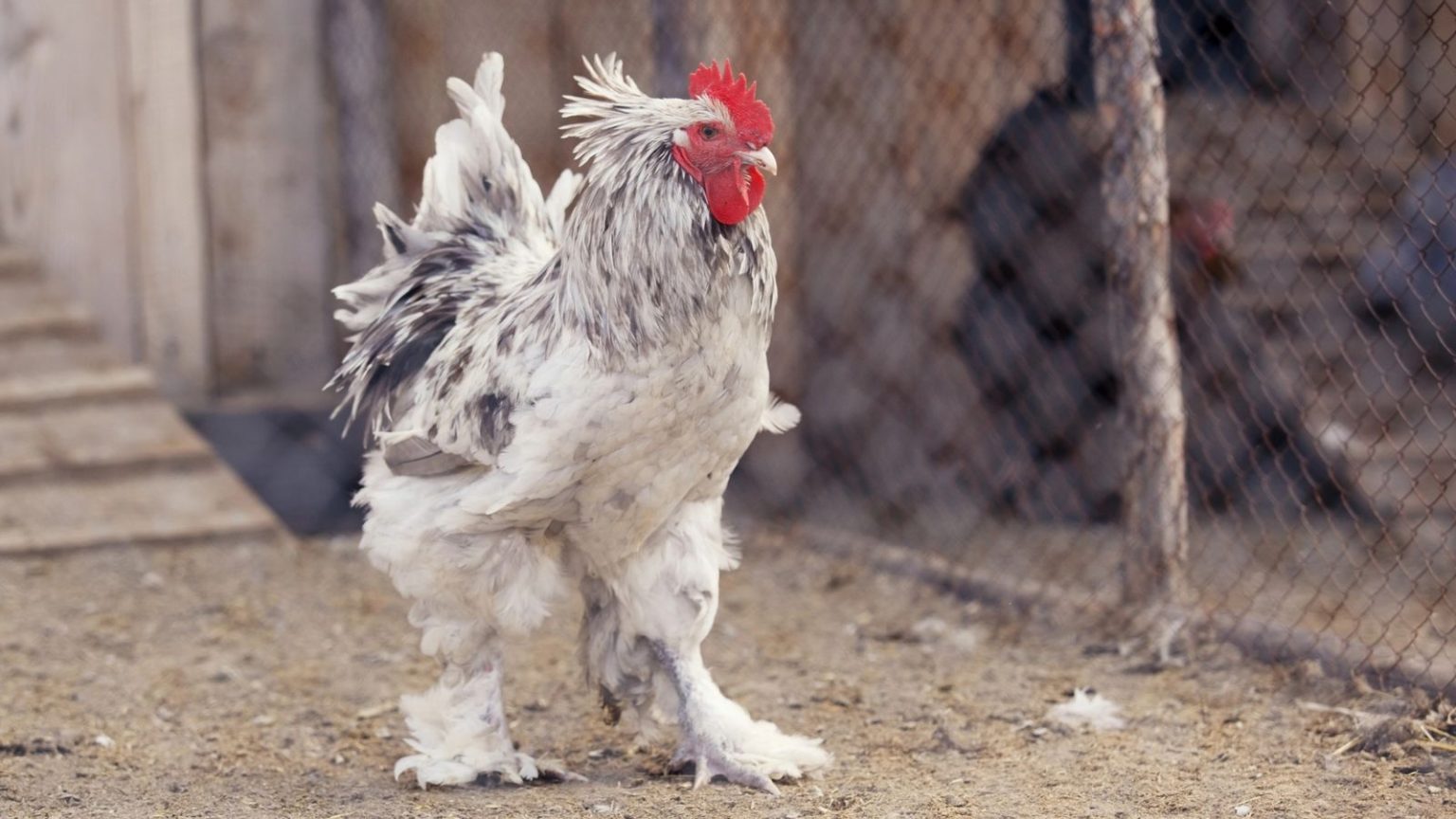 These Chicken Breeds Have One Thing In Common