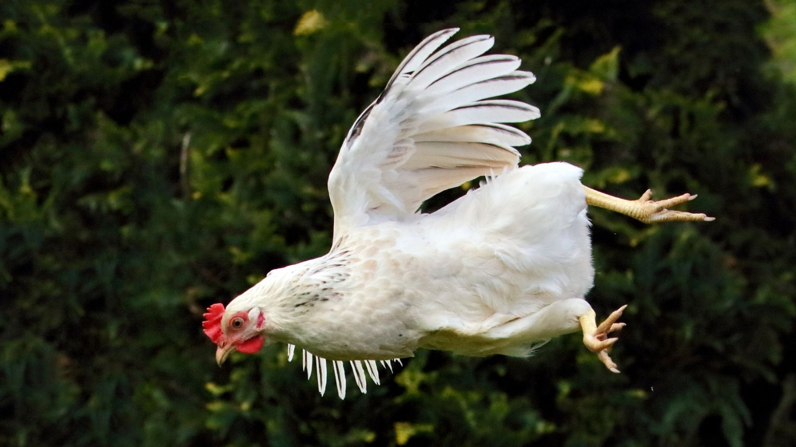 Can Chickens Fly? Here’s How To Keep Them Secure