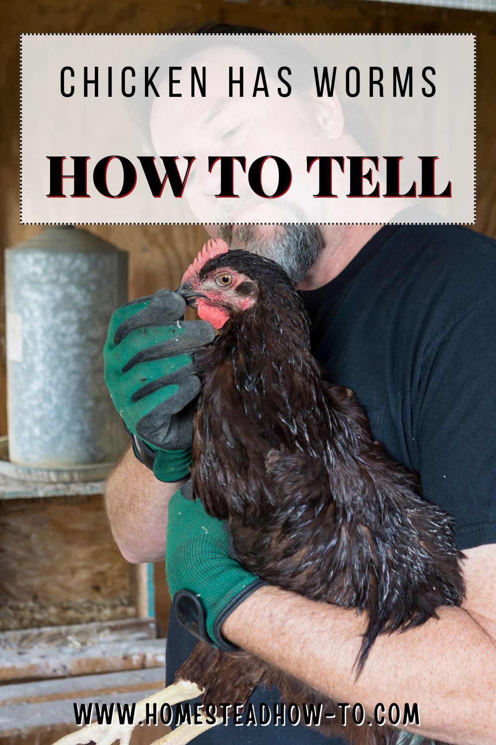 Worms In Chickens: How To Spot, Treat, And Prevent