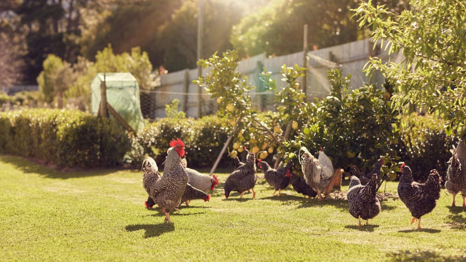 19 Chicken Breeds With The Most Beautiful Egg Colors