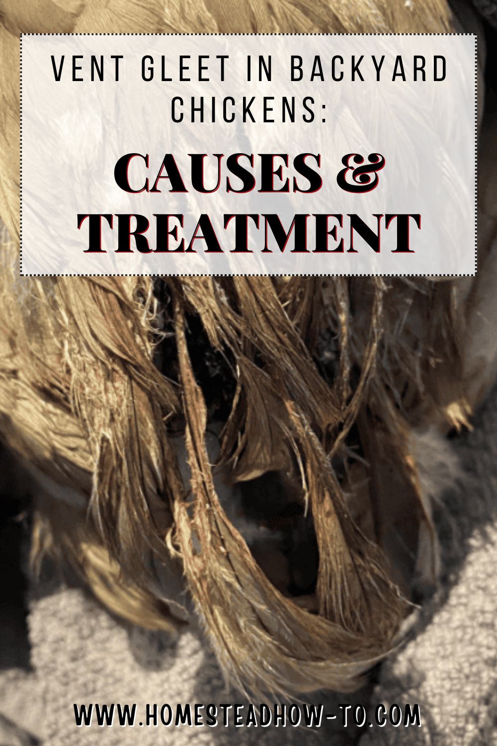 Vent Gleet In Backyard Chickens: Causes And Treatment