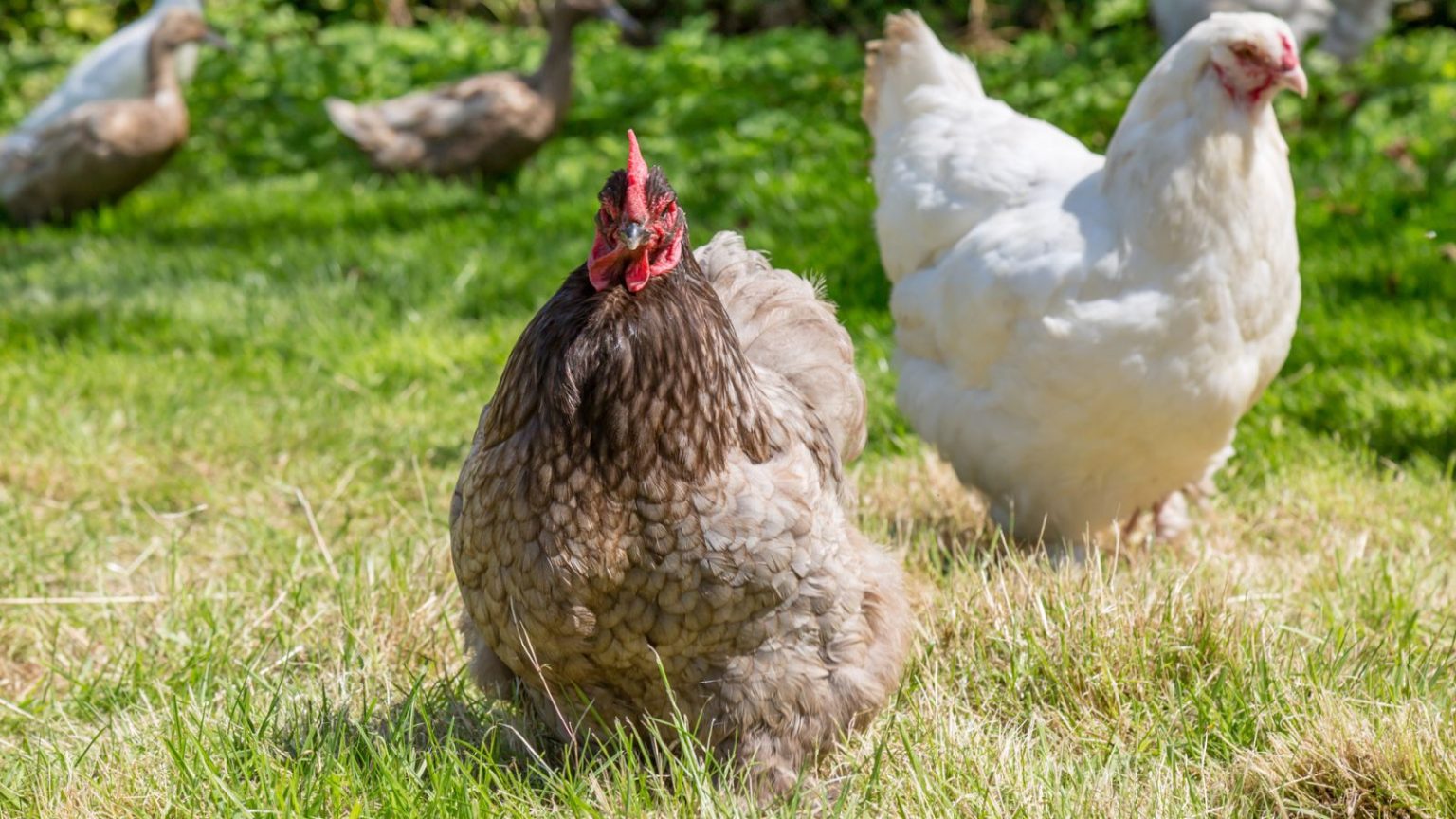 Slipped Tendon: Perosis Disease In Chickens