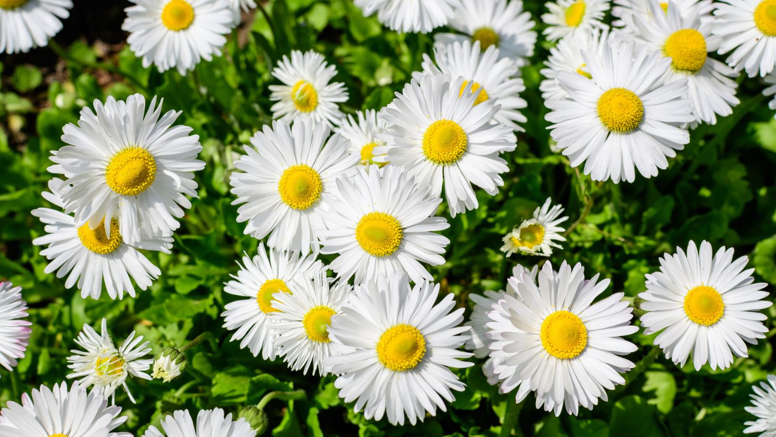12 Beautiful Flowers That Aggravate Seasonal Allergies The Most