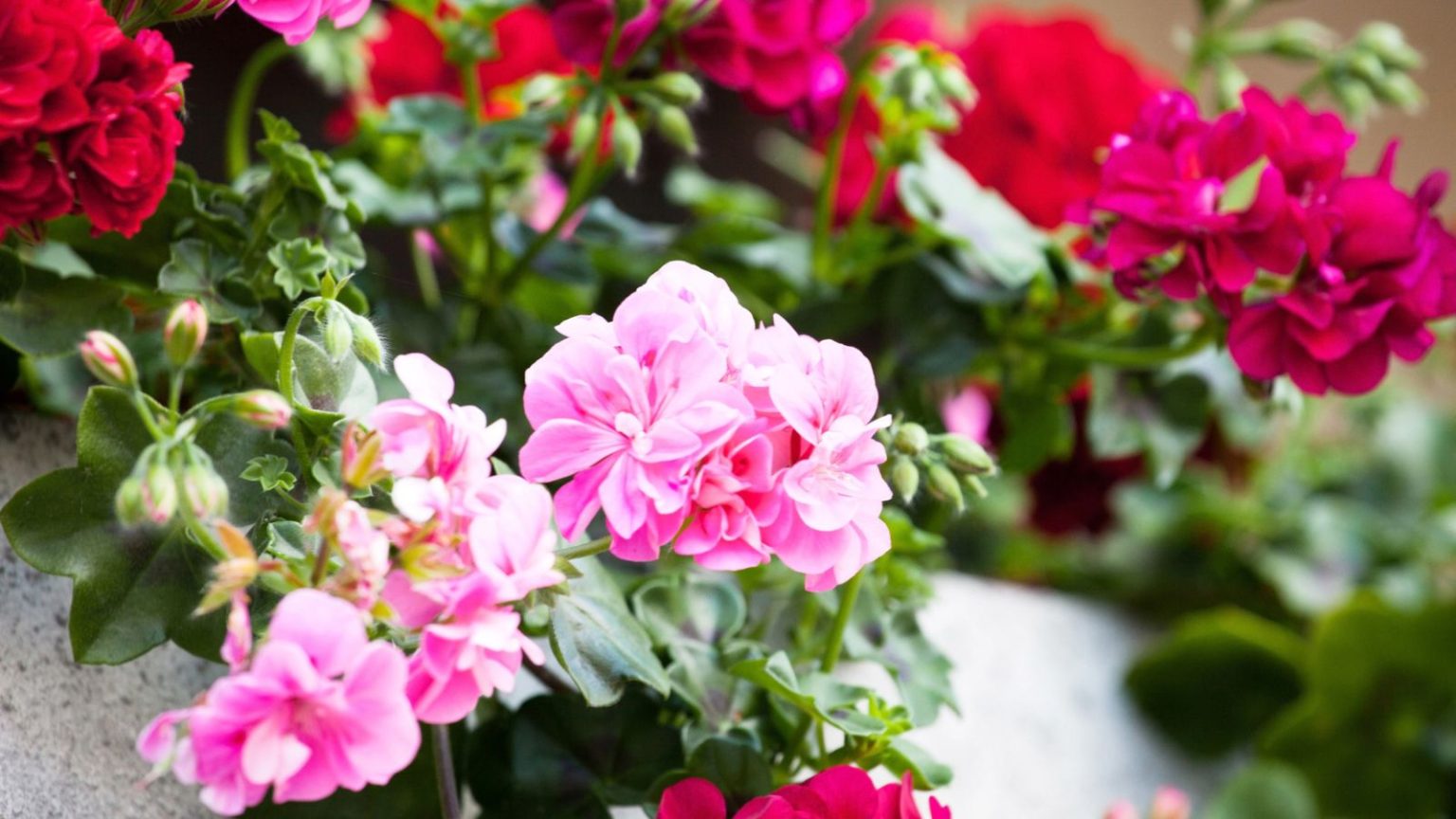 14 Filler Plants To Add Depth And Dimension To Sparse Flowerbeds