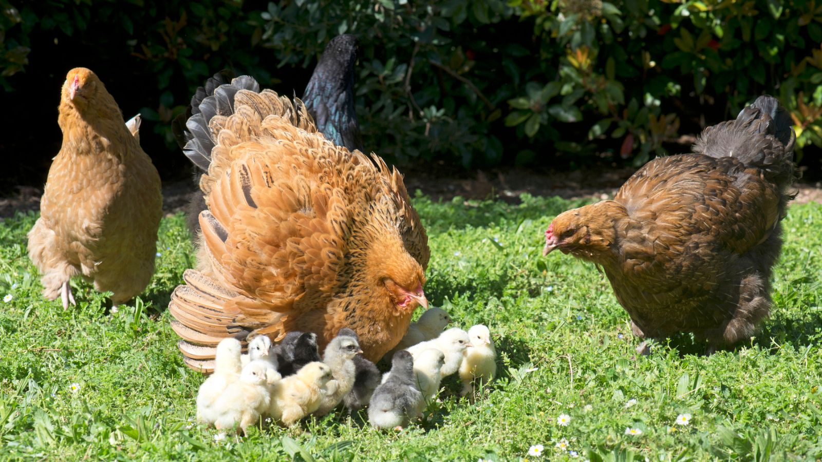 A Guide To Normal Hen Behavior
