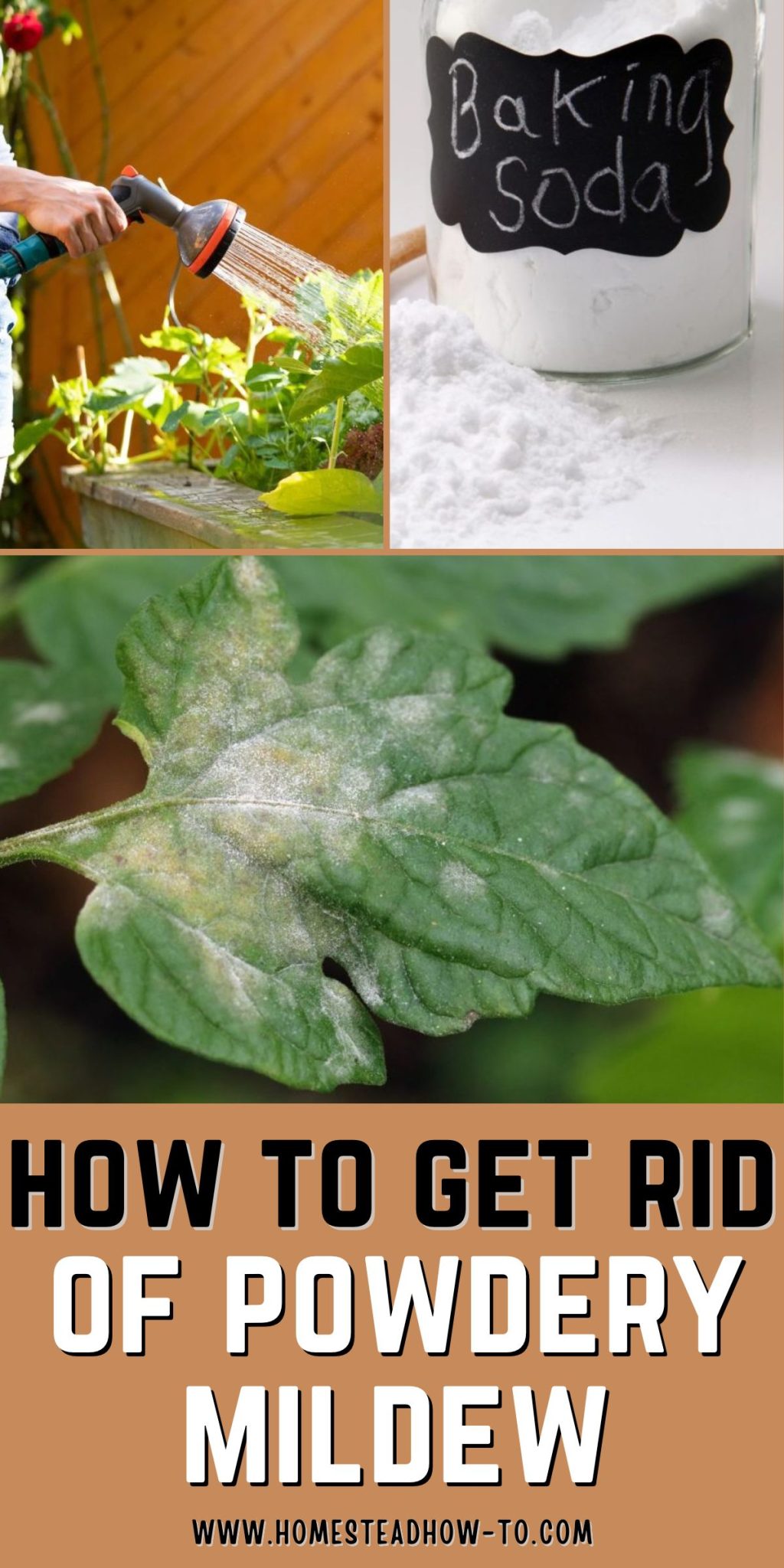 How To Protect Your Plants From Powdery Mildew