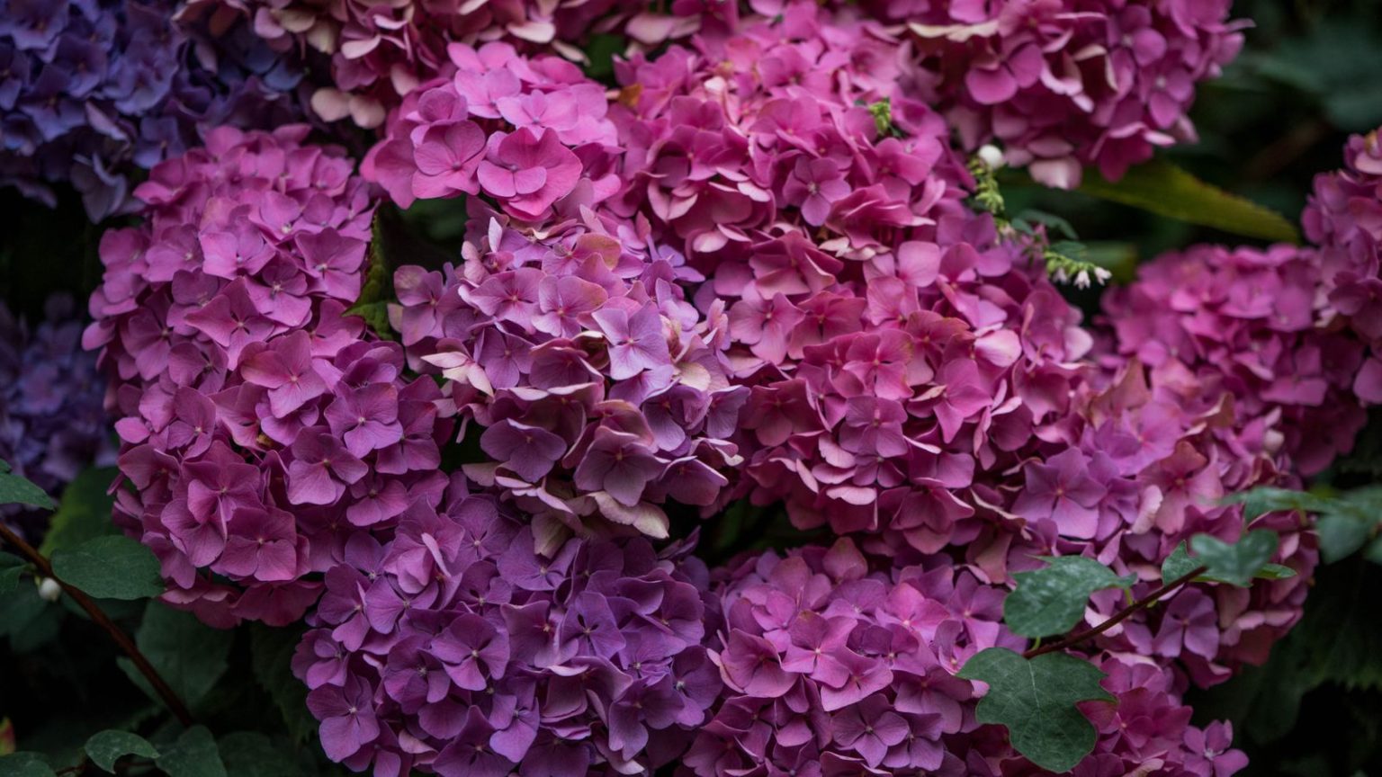 18 Breathtaking Plants To Complement Your Peonies In The Garden