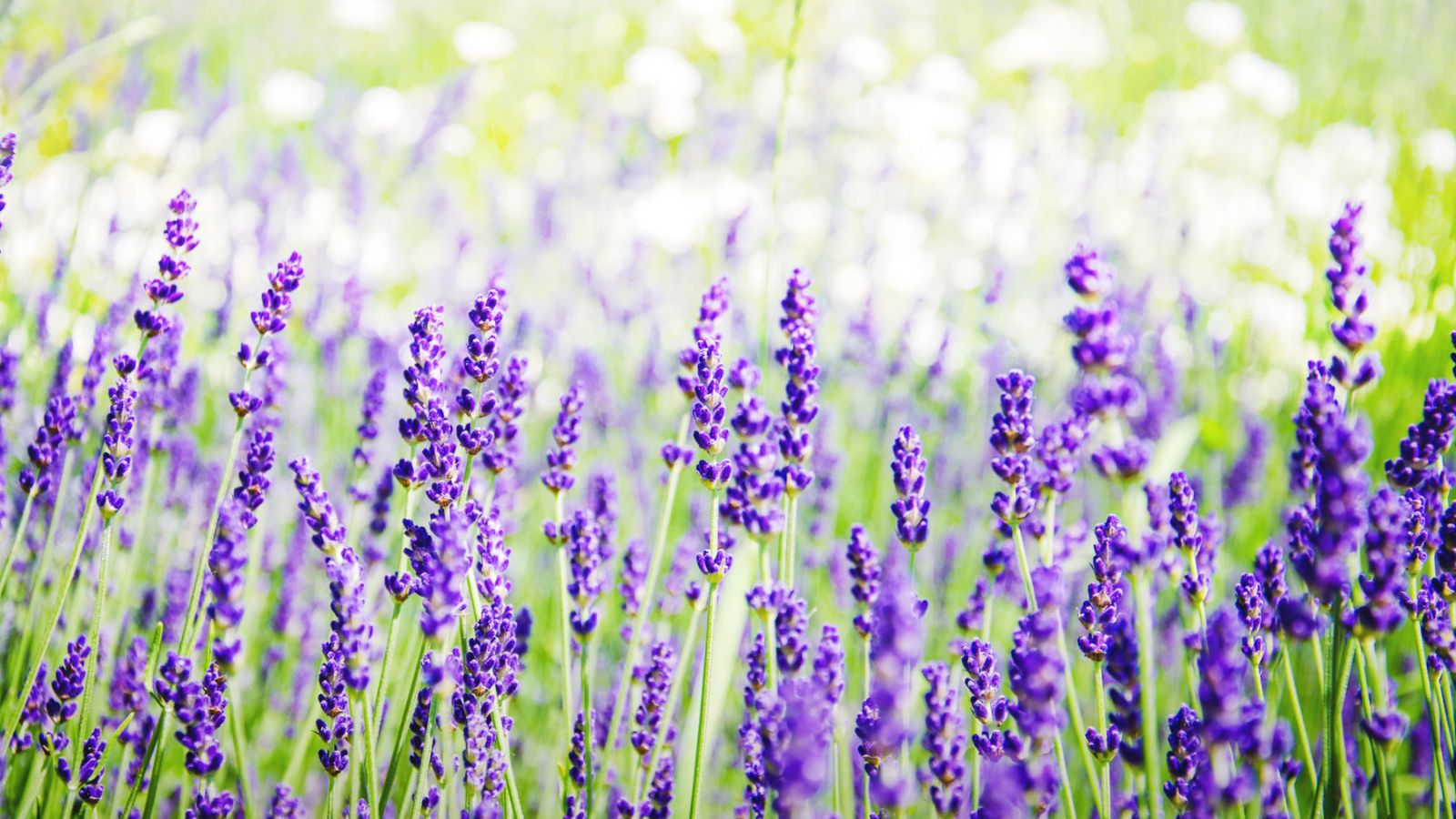 12 Plants That Repel Ticks And Fleas Effectively