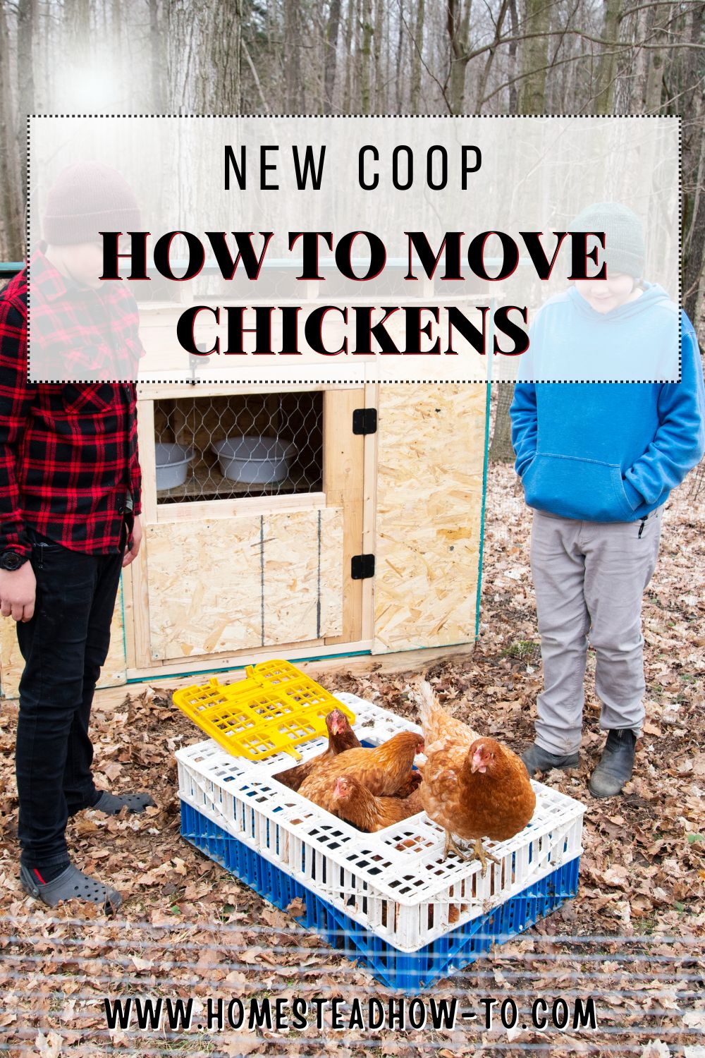 How To Move Chickens To A New Coop