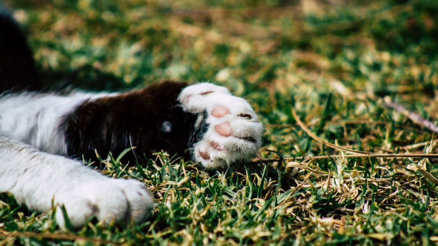 8 Sneaky Pests That Are Secretly Destroying Your Lawn And Garden