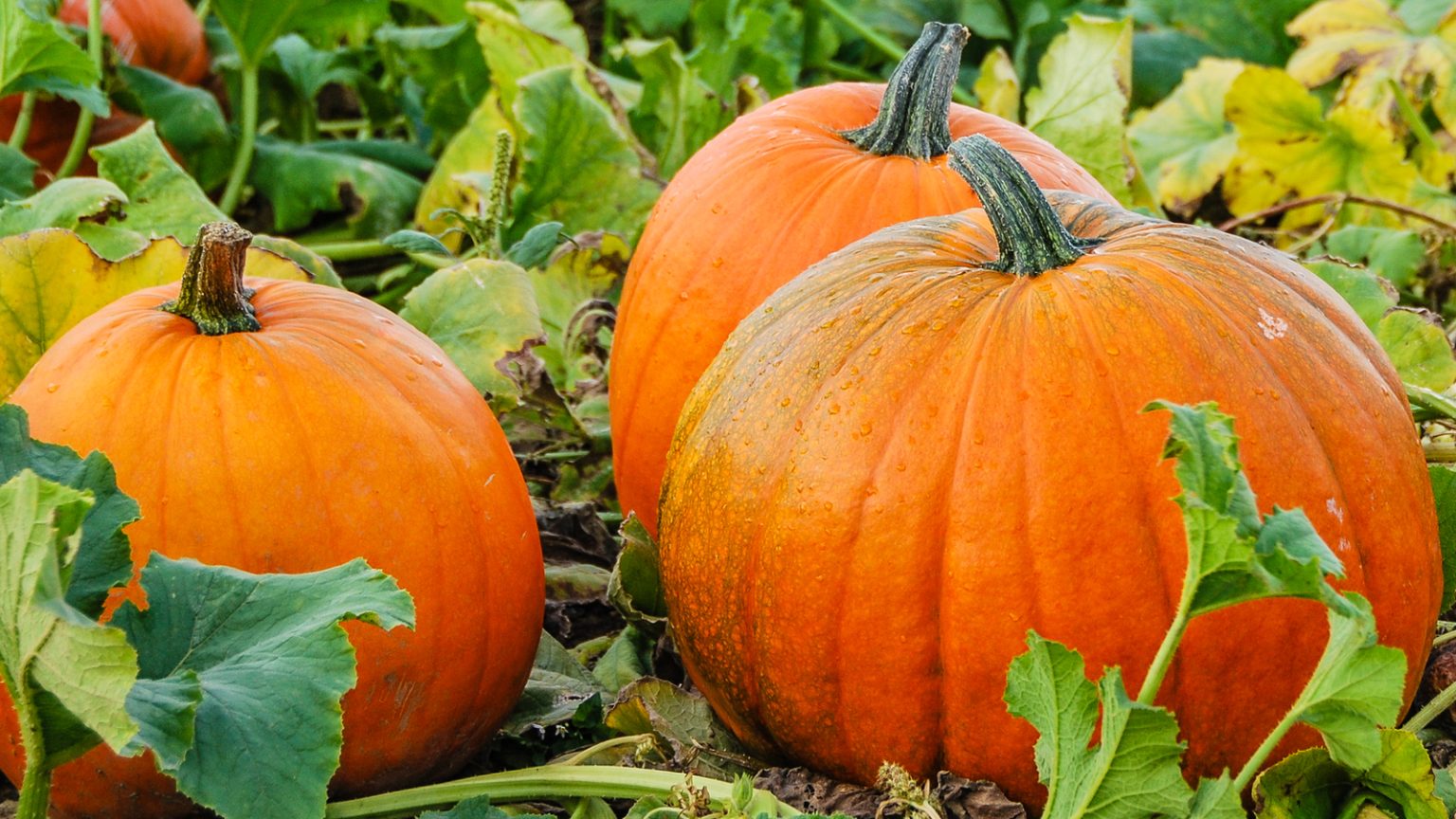 15 Foods You Thought Were Vegetables But Are Actually Fruits