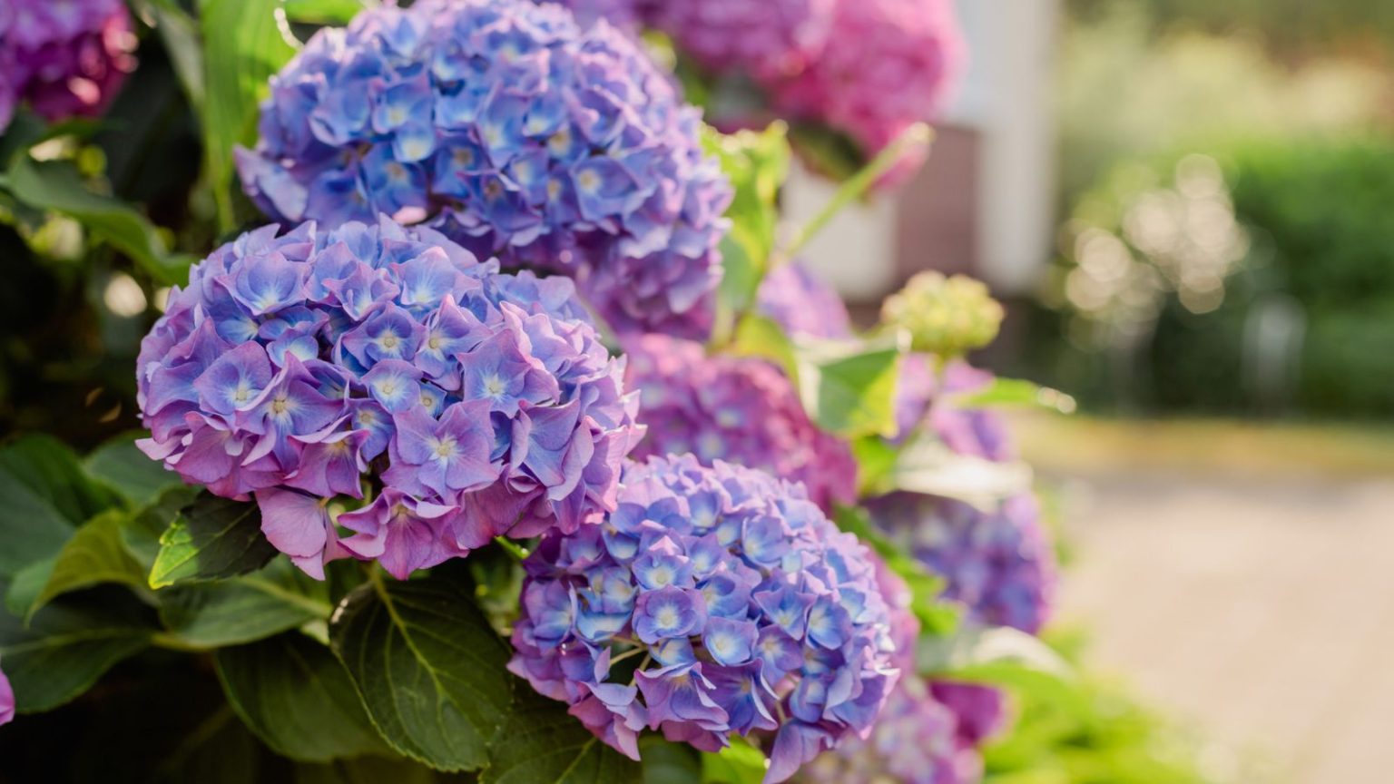 9 Flowers That Naturally Change Color Based On Soil PH Levels
