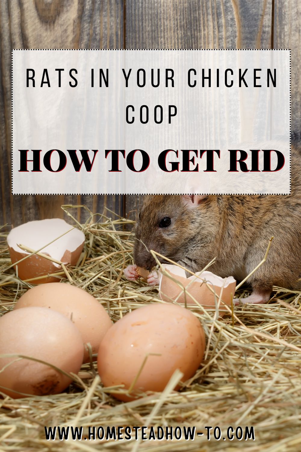 How To Get Rid Of Rats In Your Chicken Coop