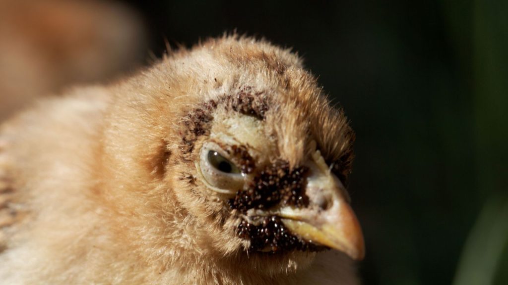 A Complete Guide To Chicken Parasites And Diseases