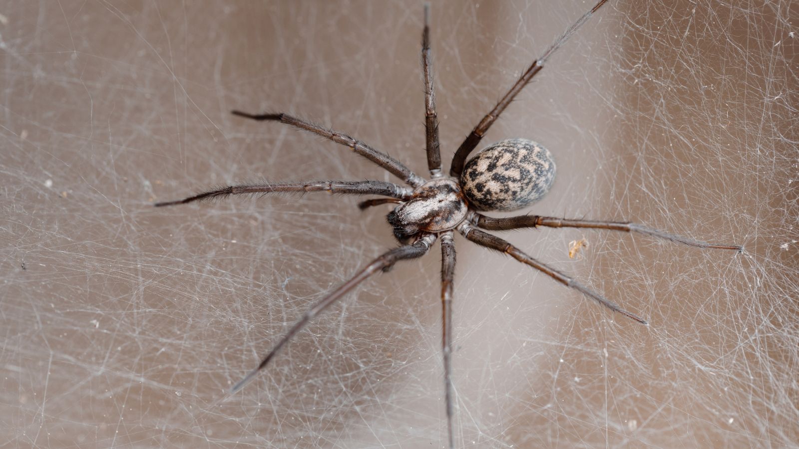 How To Keep Spiders Out Of Your Home