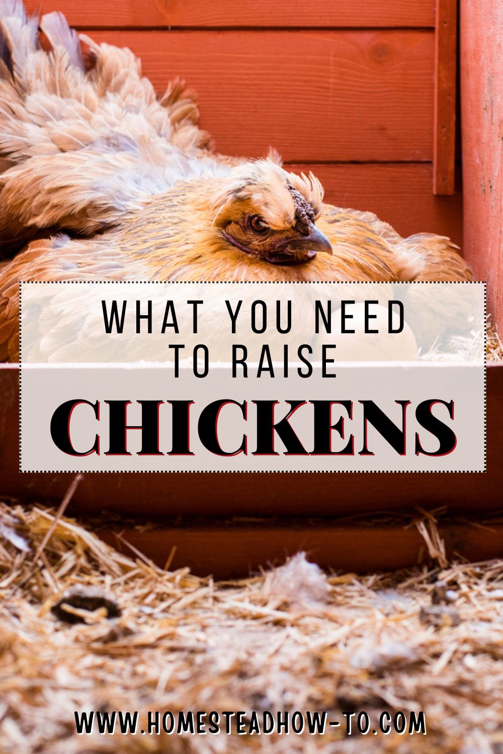 Raising Chickens 101: What You Need To Raise Chickens