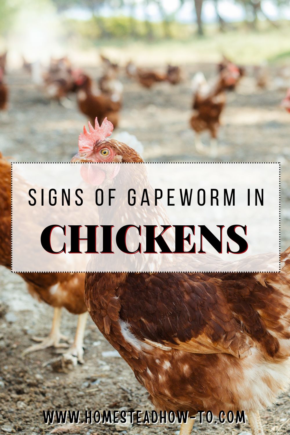 Signs Of Gapeworm In Chickens: Symptoms And Treatment