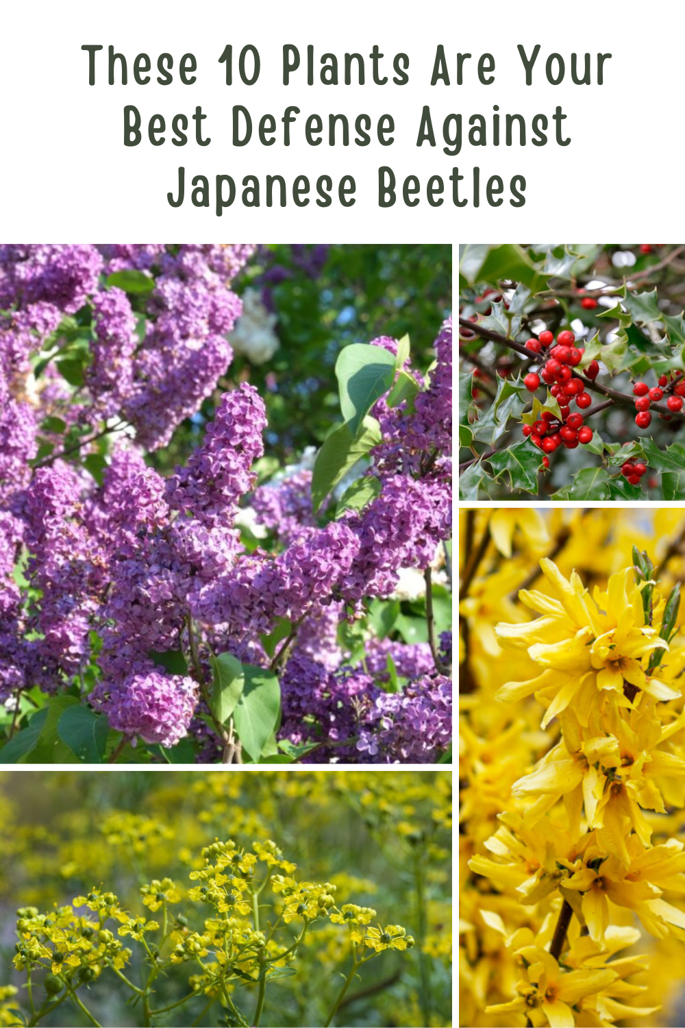 10 Plants That Repel Japanese Beetles