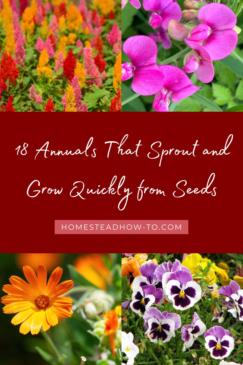 18 Annuals That Sprout And Grow Quickly From Seeds