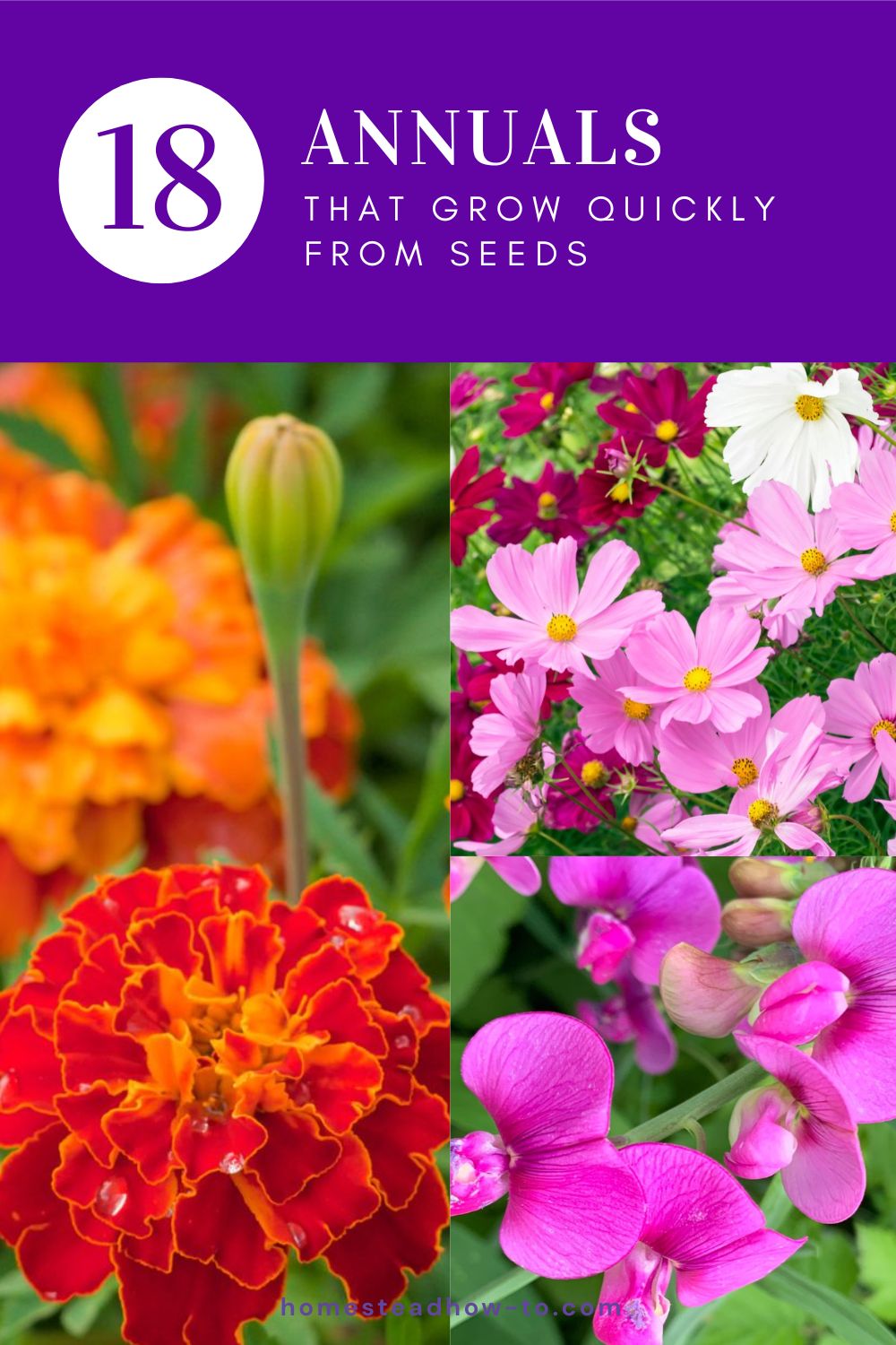 18 Annuals That Sprout And Grow Quickly From Seeds