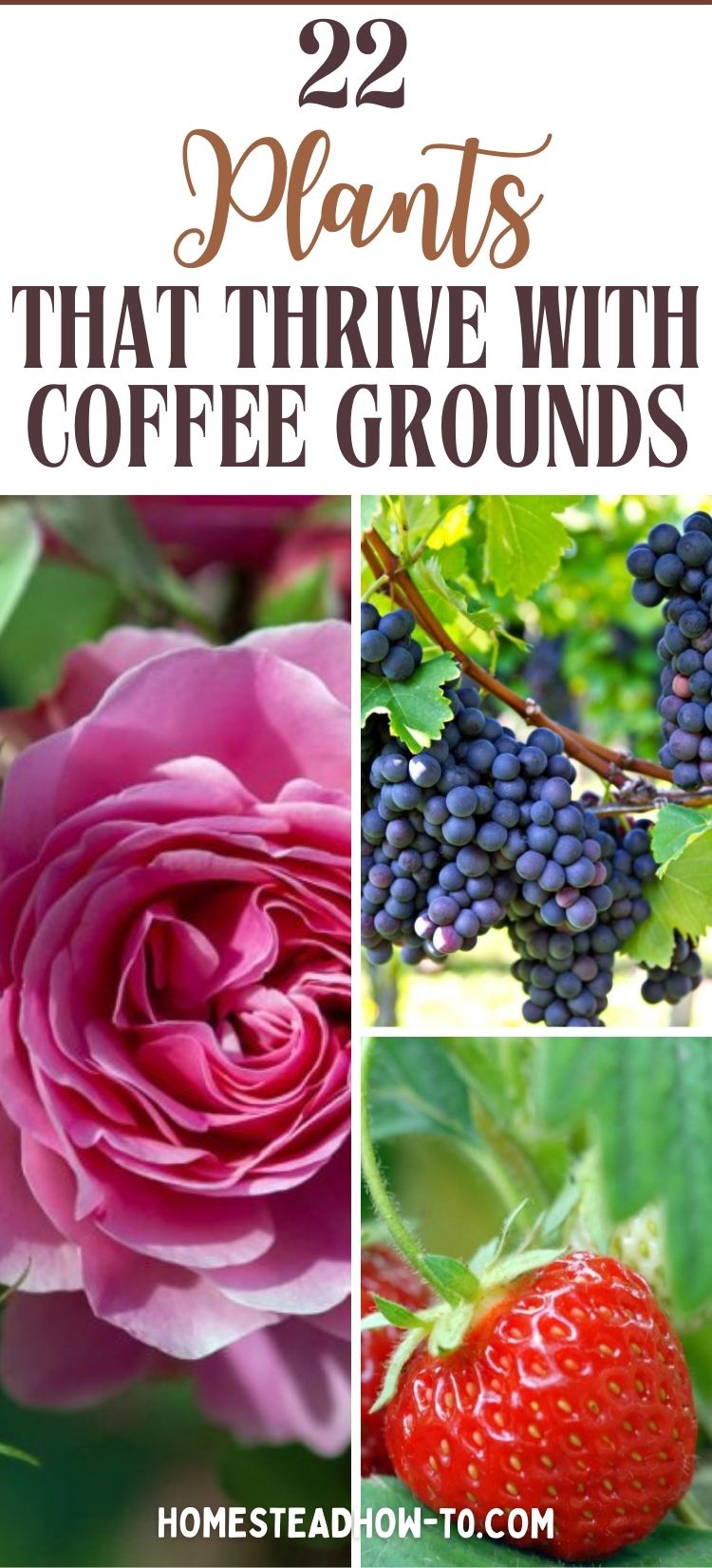 22 Plants That Thrive With Coffee Grounds