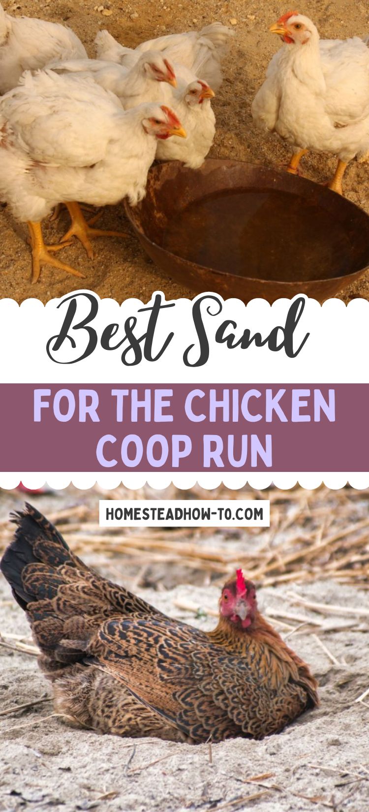 Best Sand For The Chicken Coop Run