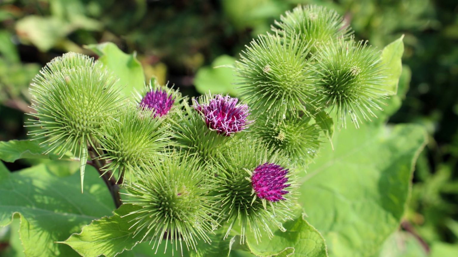 11 Weeds You Shouldn't Pull From Your Garden