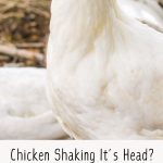 Chicken Shaking It’s Head? Reasons Why Chickens Shake Their Heads