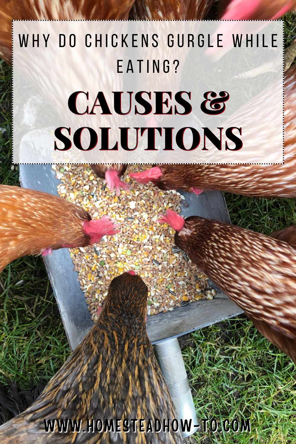 Why Do Chickens Make Gurgling Sounds While Eating?