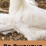 Why Is My Chicken Gagging? Common Causes And What To Watch For