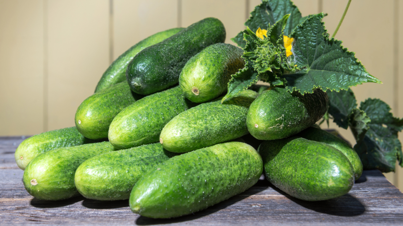 The Best Natural Methods To Keep Slugs Out Of Your Garden