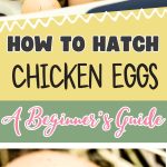 How To Hatch Chicken Eggs: A Beginner’s Guide