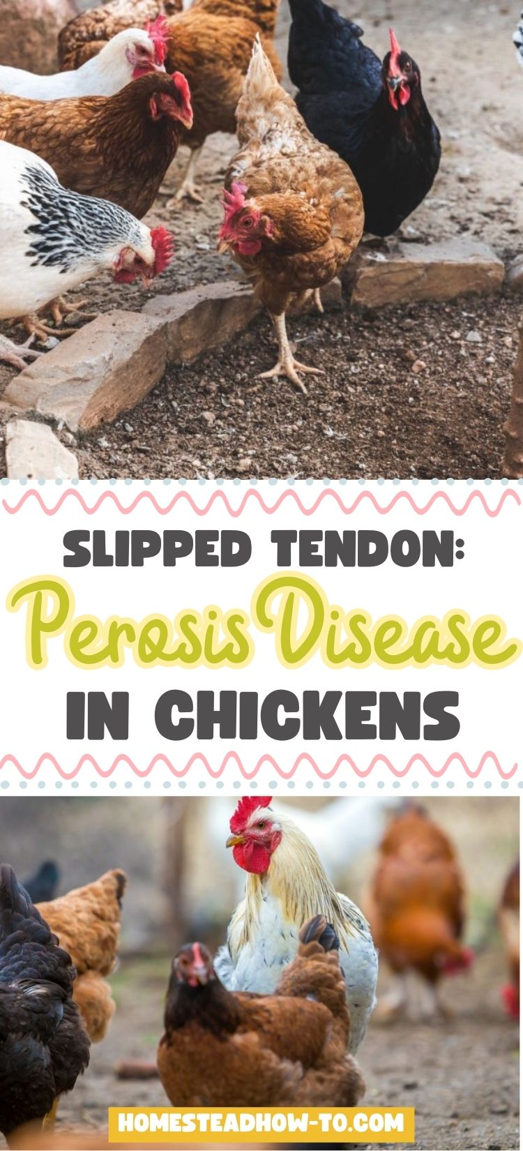Slipped Tendon: Perosis Disease In Chickens
