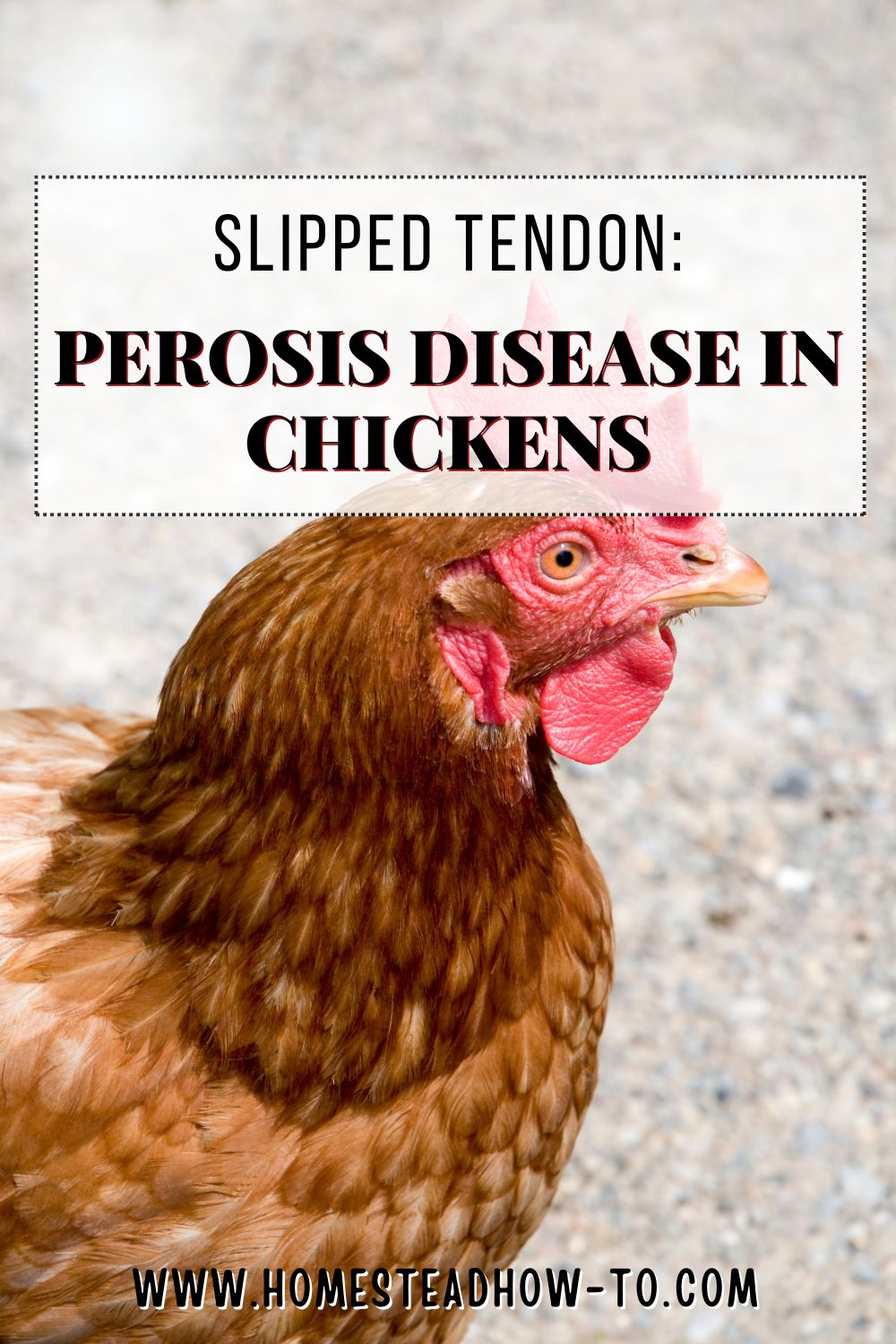 Slipped Tendon: Perosis Disease In Chickens
