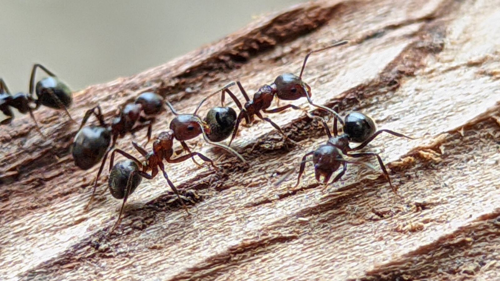 How To Eliminate Ants From Your Home