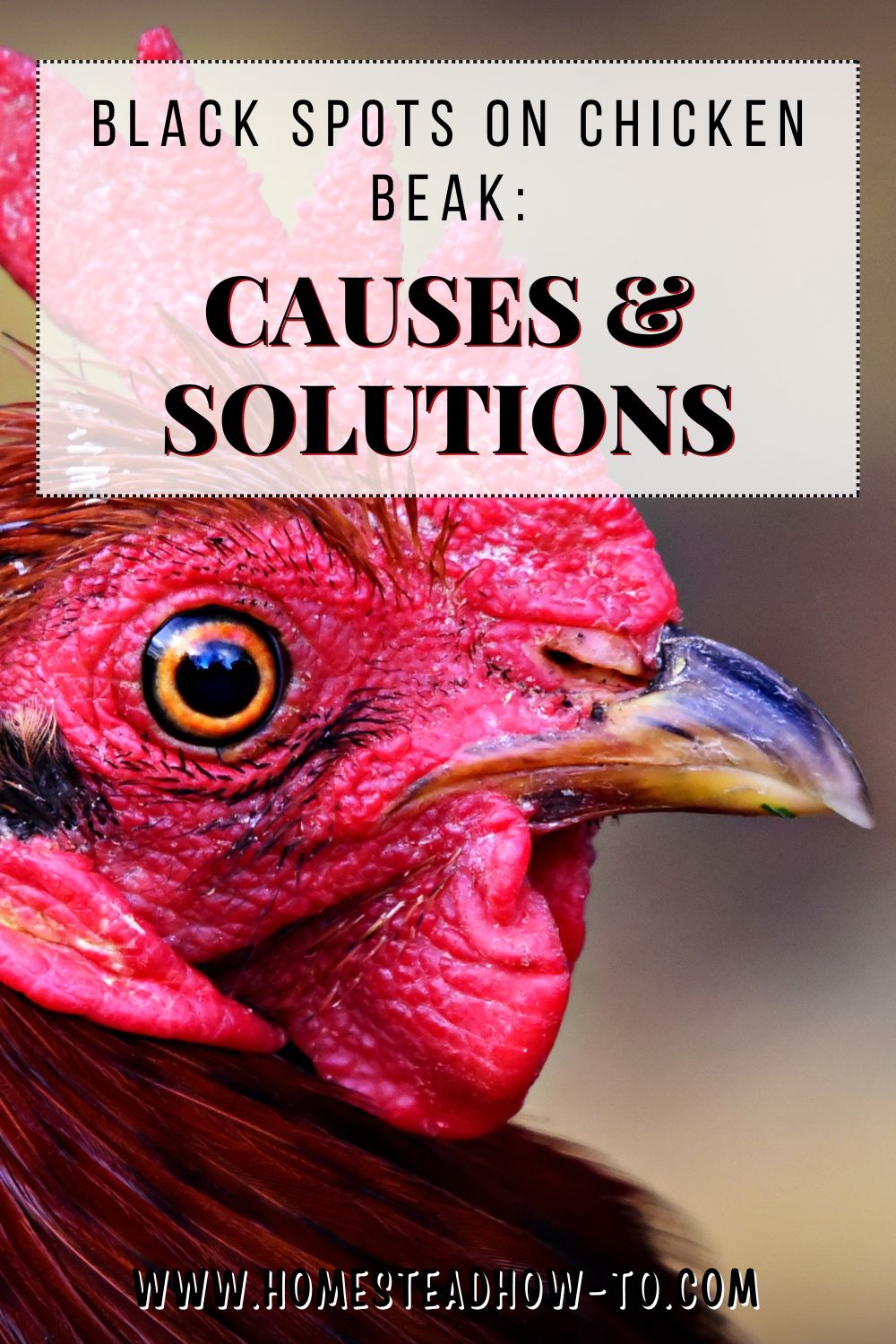 Black Spots On Chicken Beak? What It Means And How To Fix It