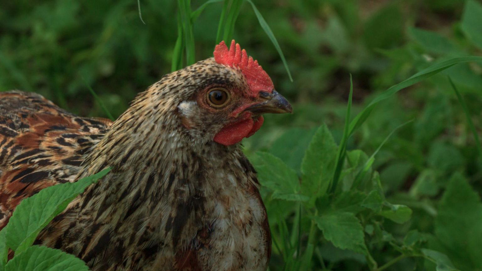 53 Chicken Jokes And Puns That Are Clucking Hilarious