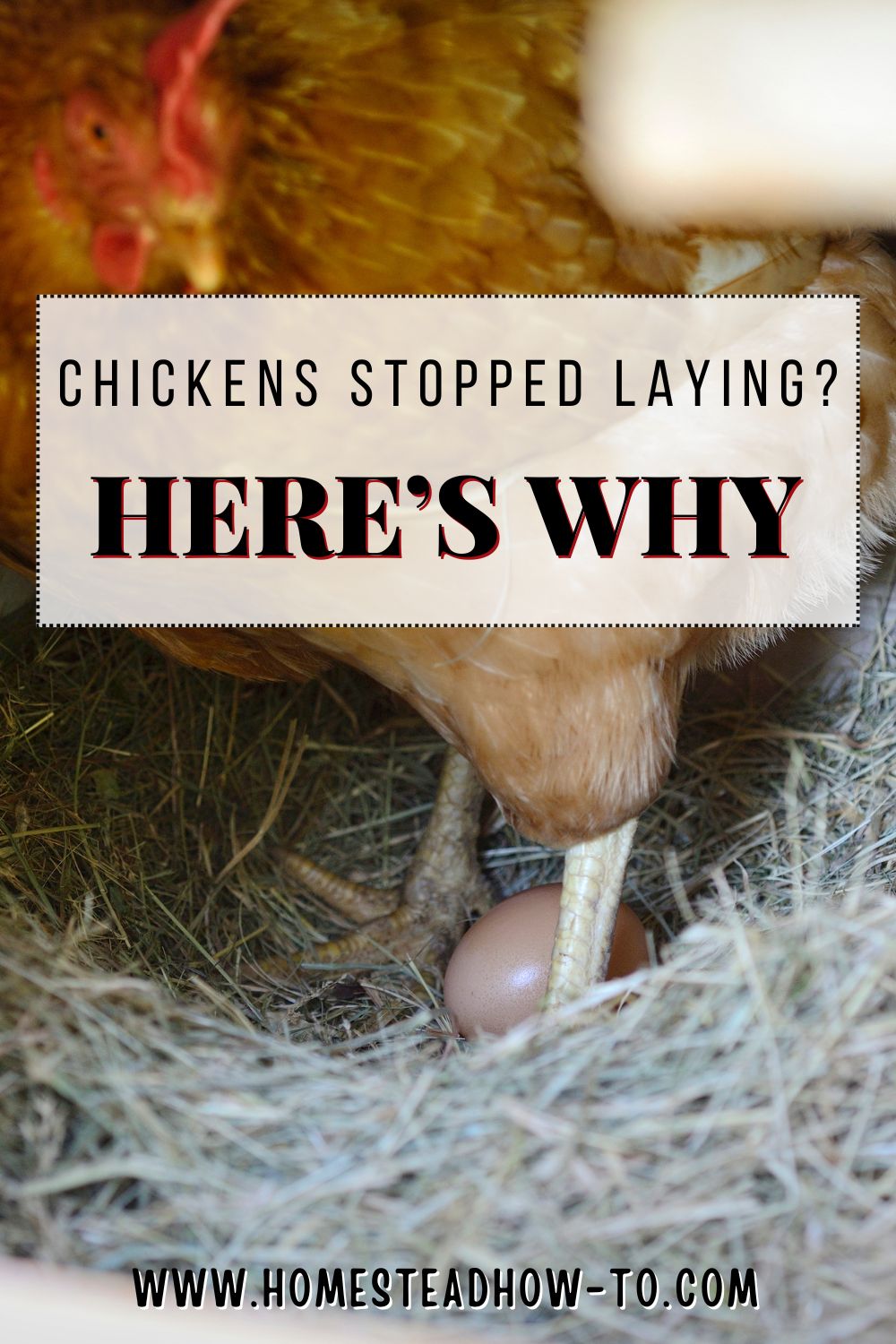 Understanding Why Your Chickens Stopped Laying After Their First Egg