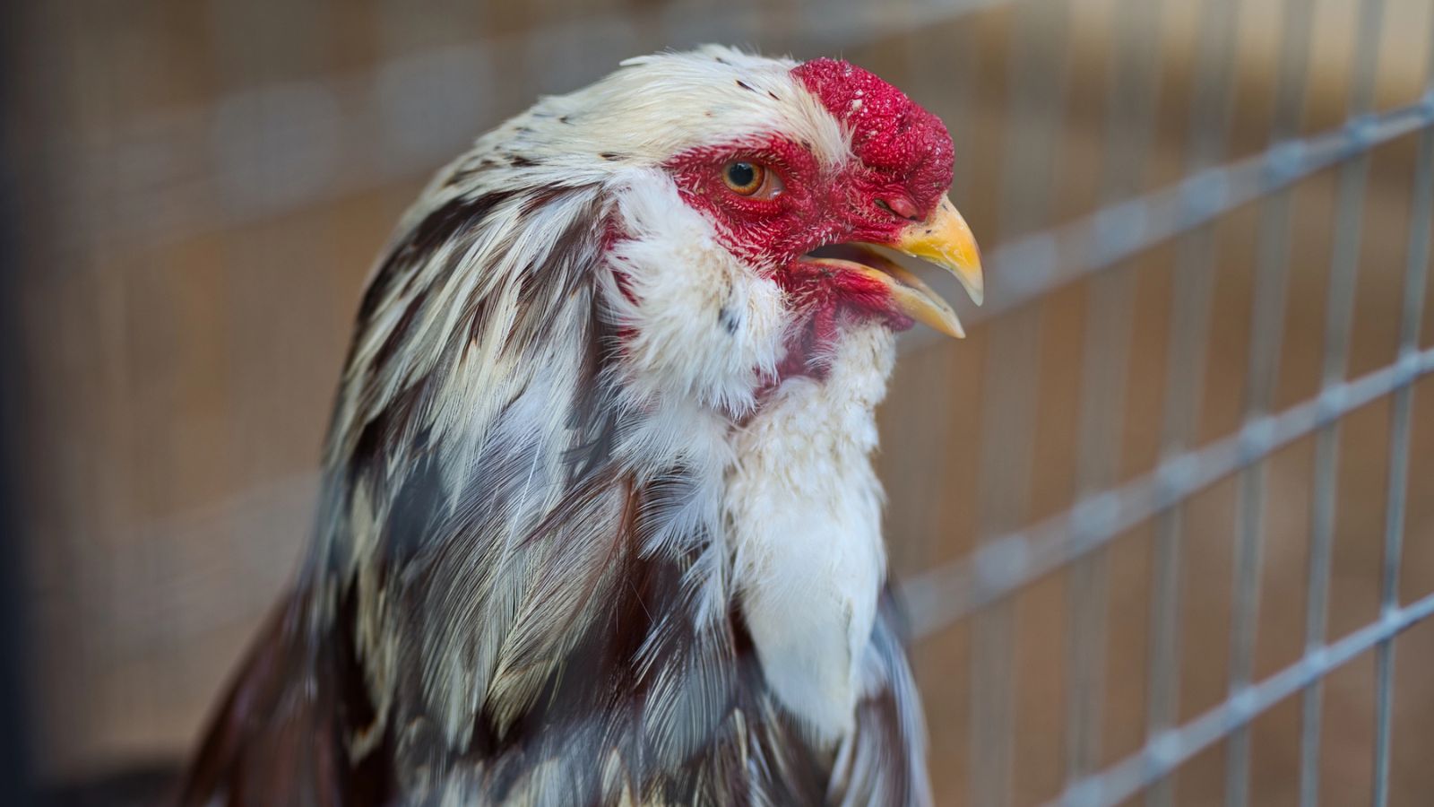What Is Chicken Molting? How To Manage And Help Chickens During Molting ...